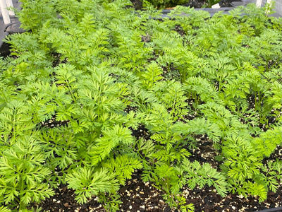 Perry Cho – Foodcube