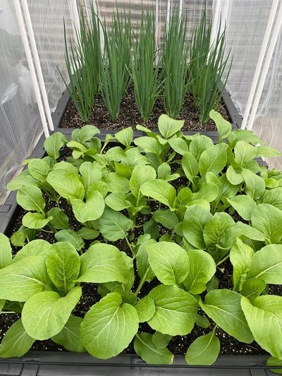 Perry Cho – Foodcube