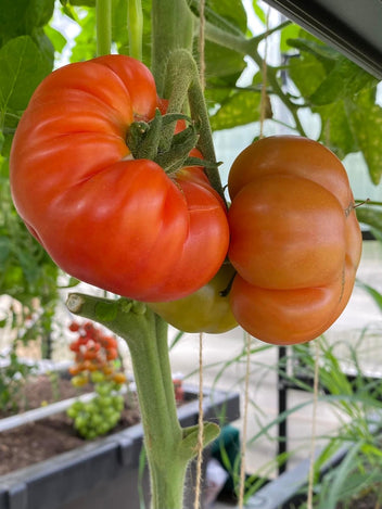 Perry Cho – Foodcube